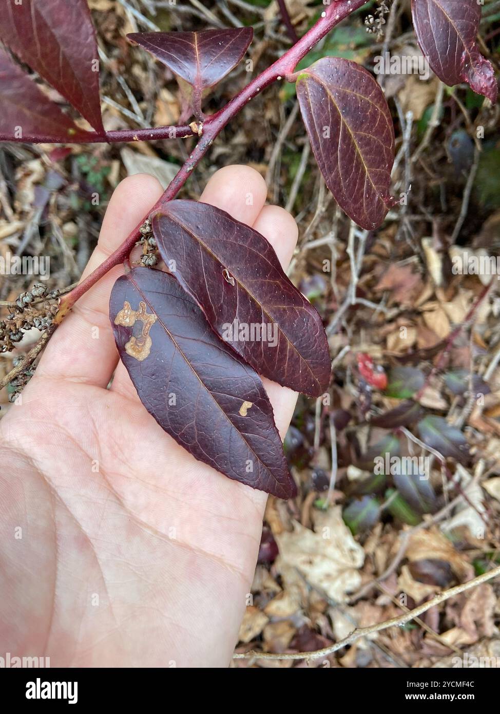 mountain doghobble (Leucothoe fontanesiana) Plantae Stock Photo - Alamy