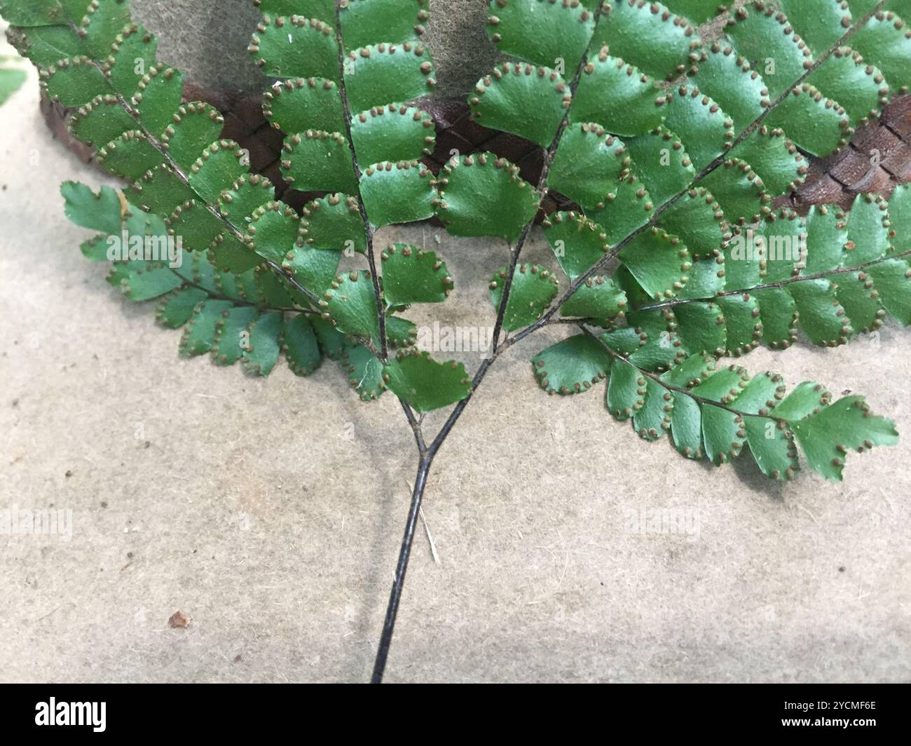 Rough Maidenhair Fern (Adiantum hispidulum) Plantae Stock Photo - Alamy