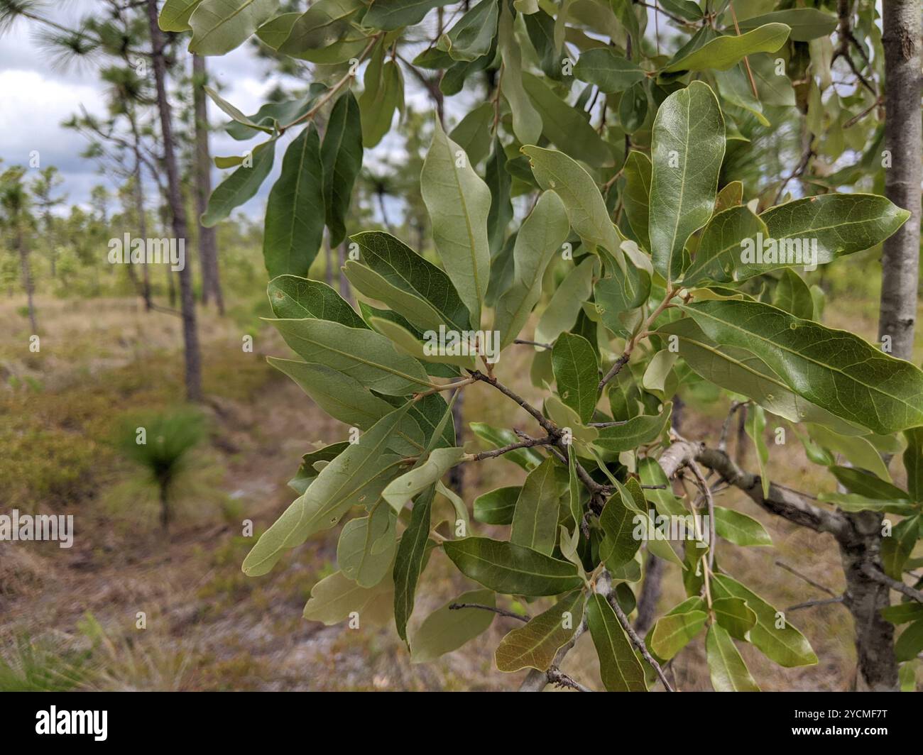 bluejack oak (Quercus incana) Plantae Stock Photo - Alamy