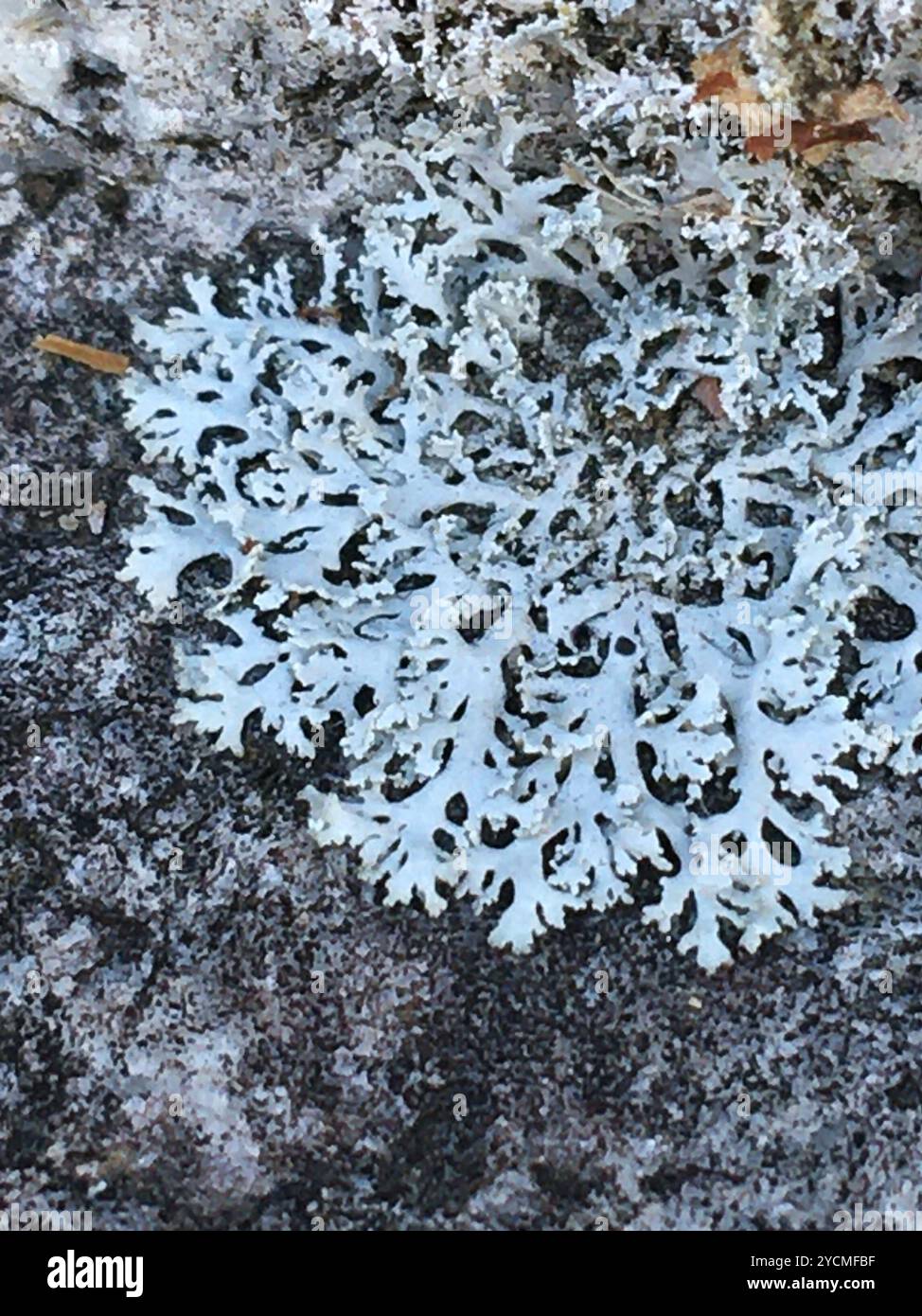rosette lichens, frost lichens, and allies (Physciaceae) Fungi Stock ...