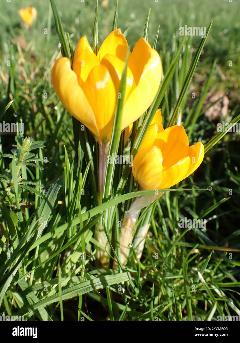Dutch Yellow Crocus (Crocus × stellaris) Plantae Stock Photo - Alamy