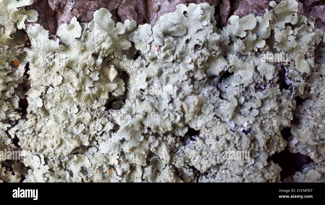typical shield lichens (Parmelioideae) Fungi Stock Photo - Alamy