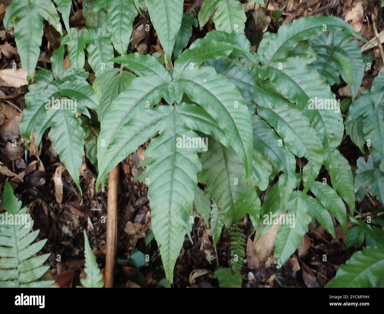 (Tectaria subtriphylla) Plantae Stock Photo - Alamy