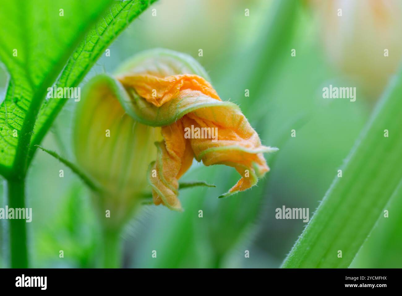 Orange and green flower hi-res stock photography and images - Alamy