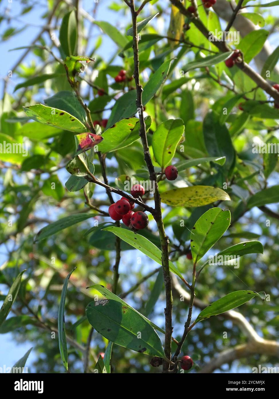 dahoon holly (Ilex cassine) Plantae Stock Photo - Alamy