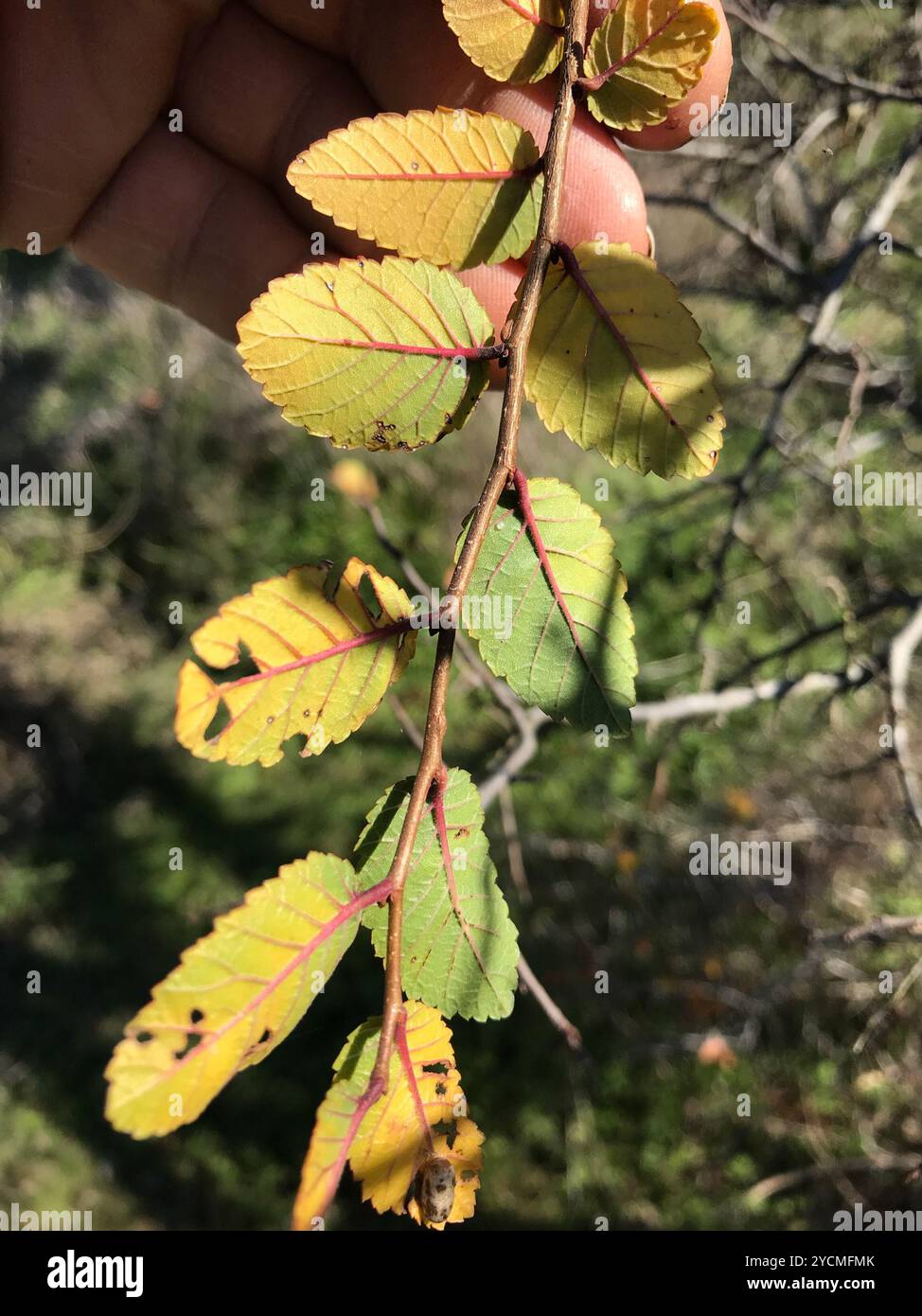 Cedar Elm (Ulmus crassifolia) Plantae Stock Photo - Alamy