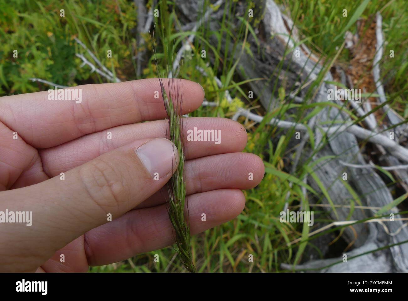 blue wild rye (Elymus glaucus) Plantae Stock Photo - Alamy