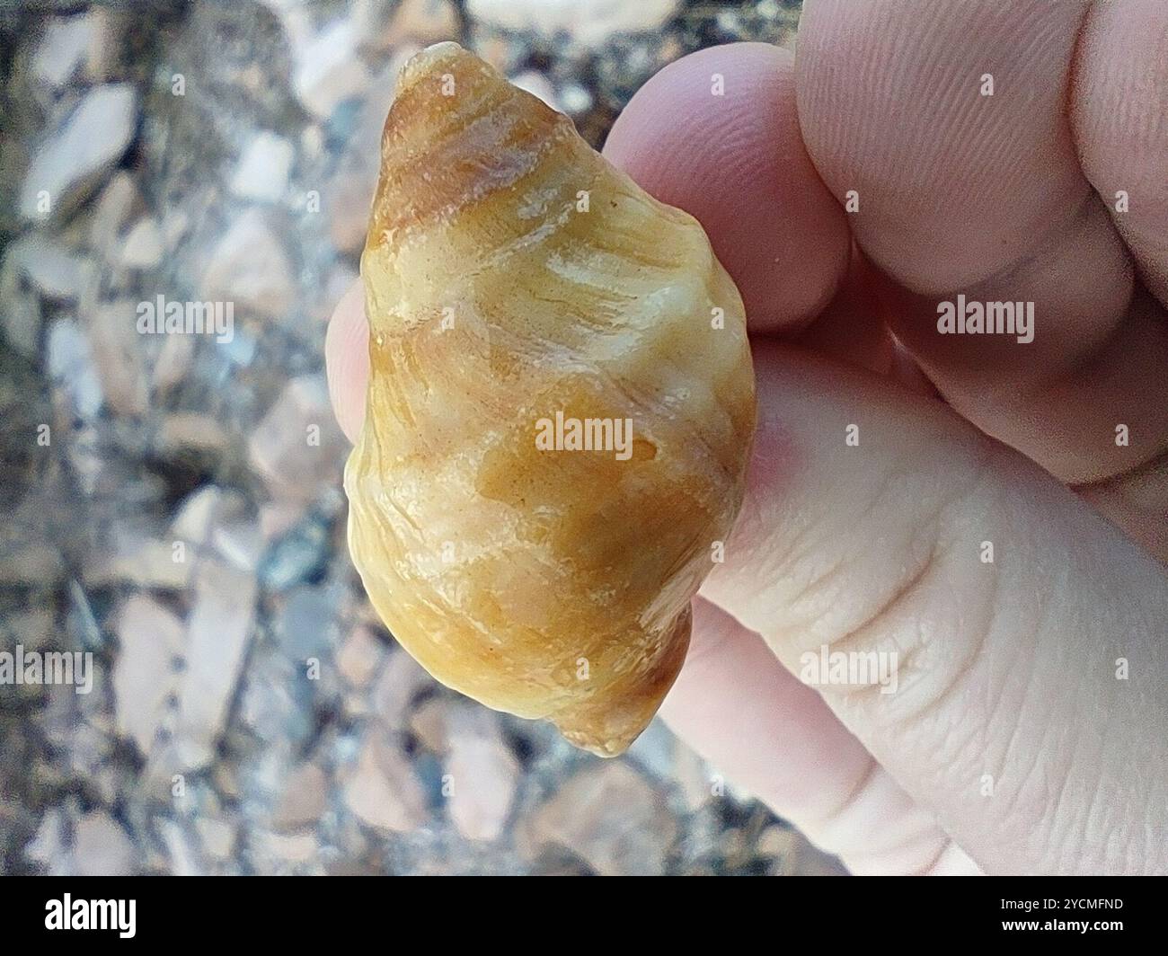 Atlantic Dogwhelk (Nucella lapillus) Mollusca Stock Photo - Alamy