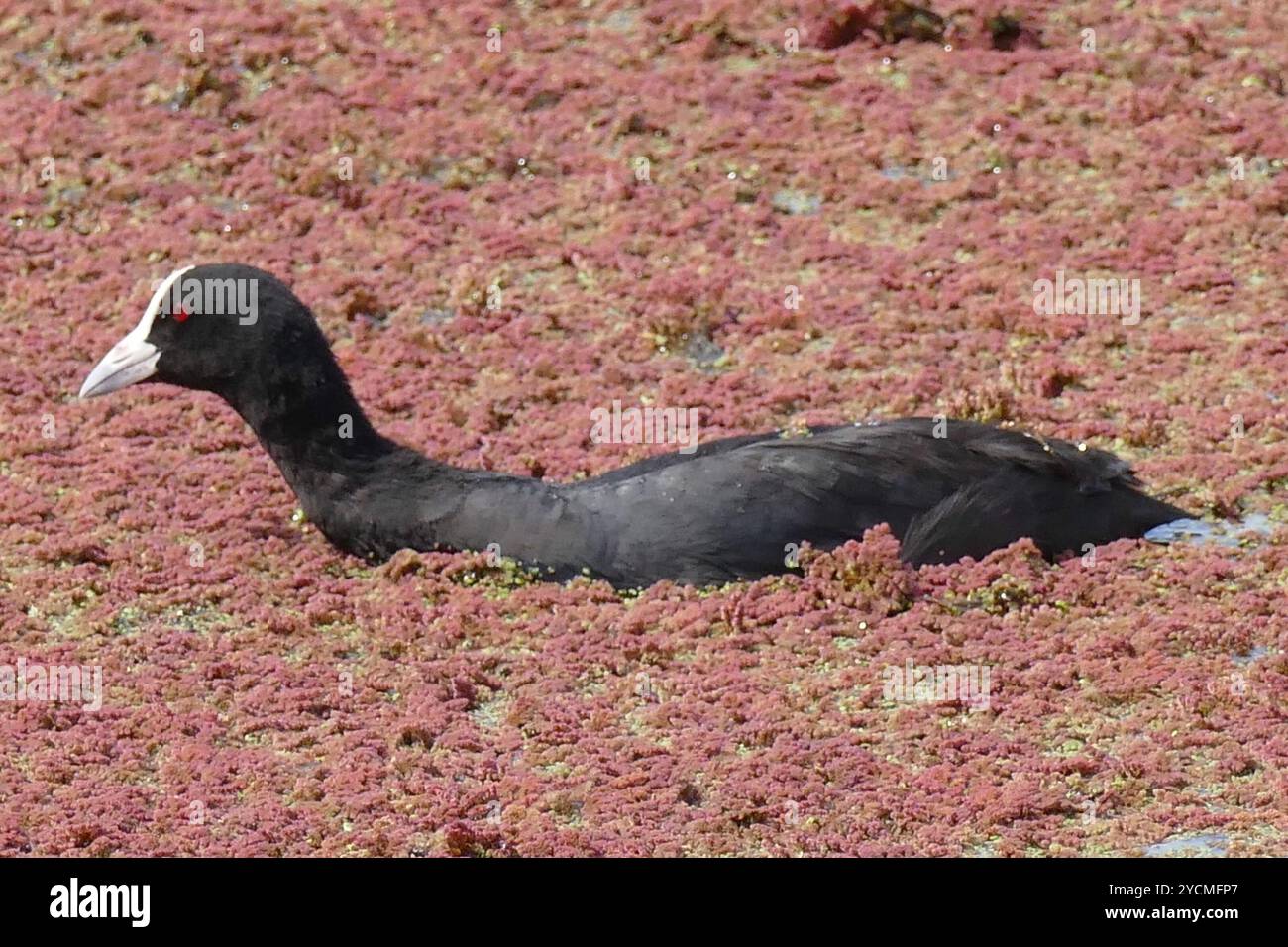 Australasian Coot (Fulica atra australis) Aves Stock Photo - Alamy