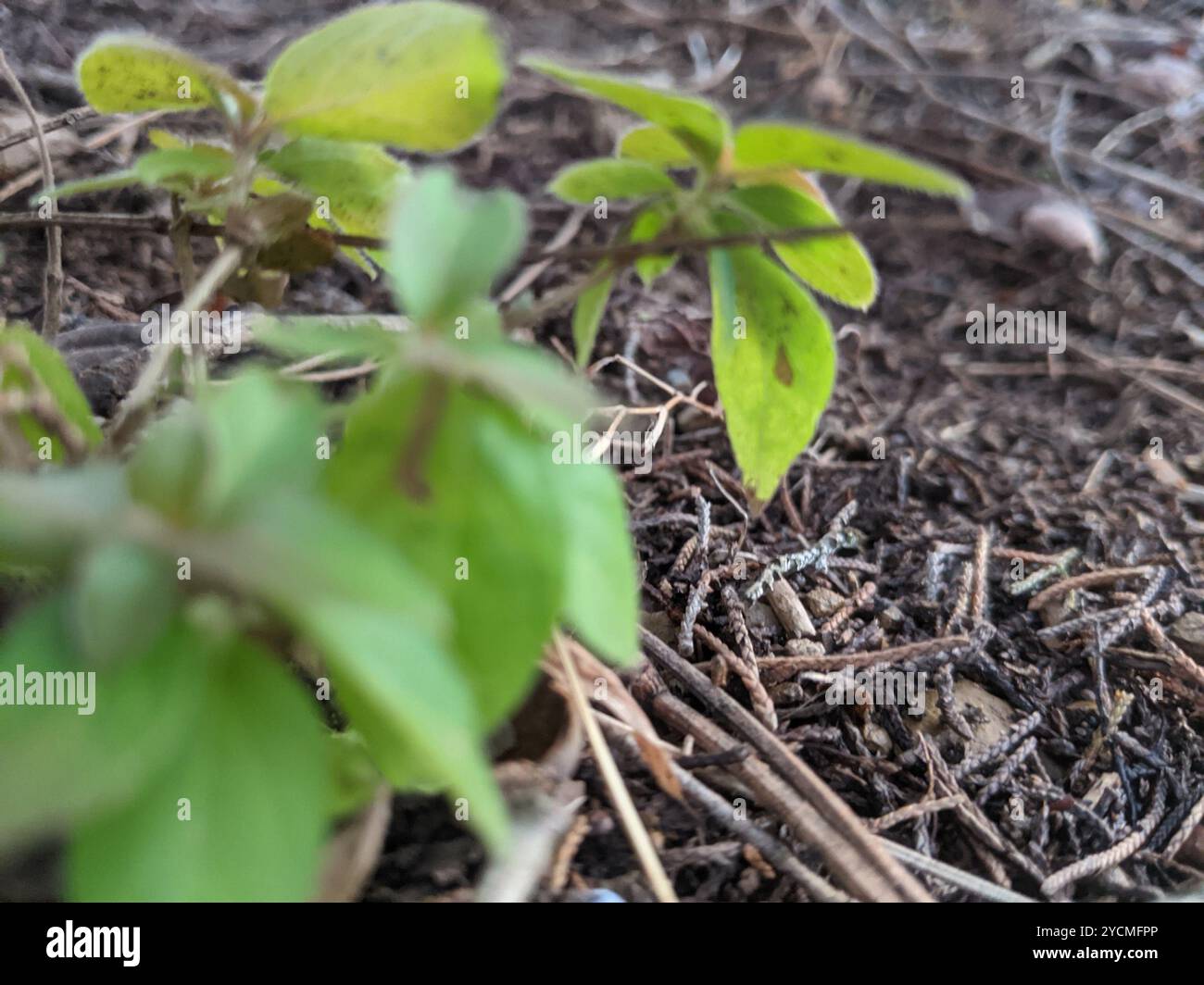 plants (Plantae) Plantae Stock Photo - Alamy