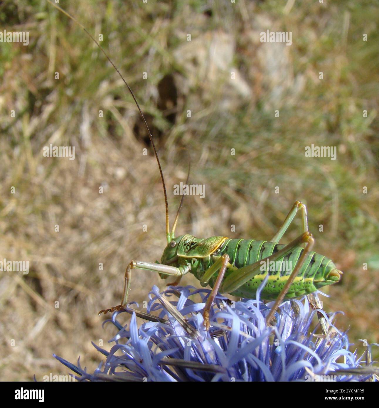 Western Saddle Bush-cricket (Ephippiger diurnus) Insecta Stock Photo ...