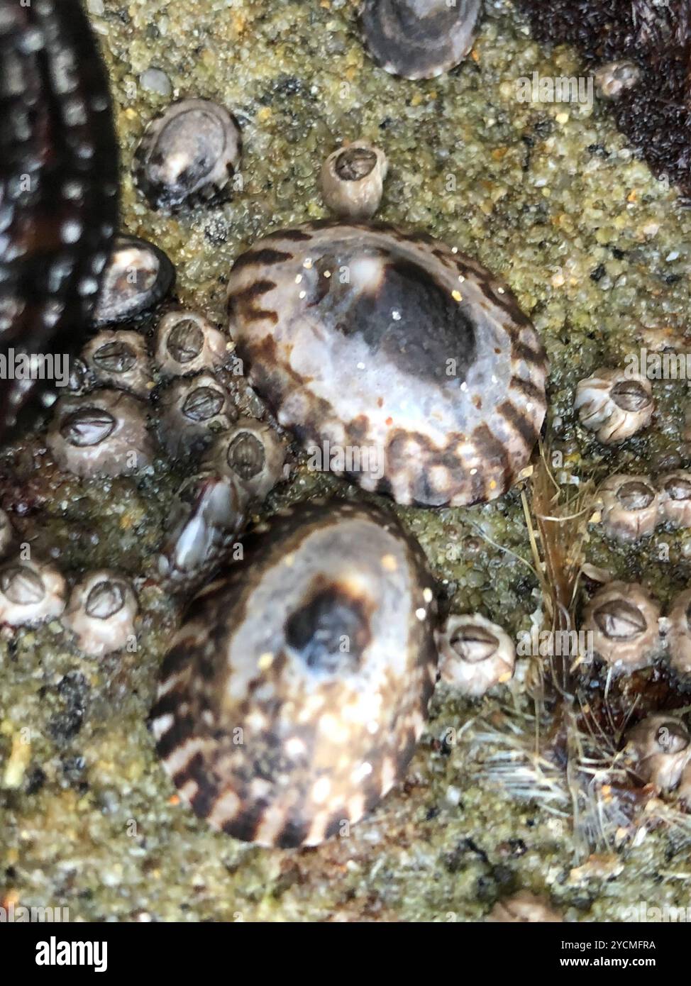 Plate Limpet (Lottia scutum) Mollusca Stock Photo - Alamy