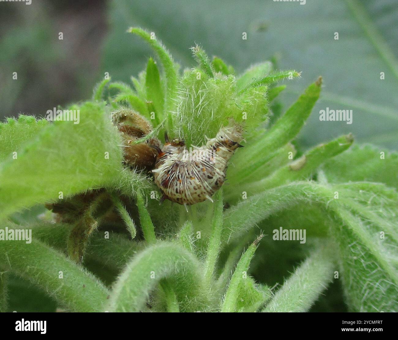 Spiny Bollworm (Earias biplaga) Insecta Stock Photo - Alamy
