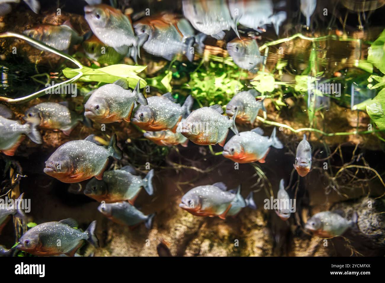 Colossoma hi-res stock photography and images - Alamy