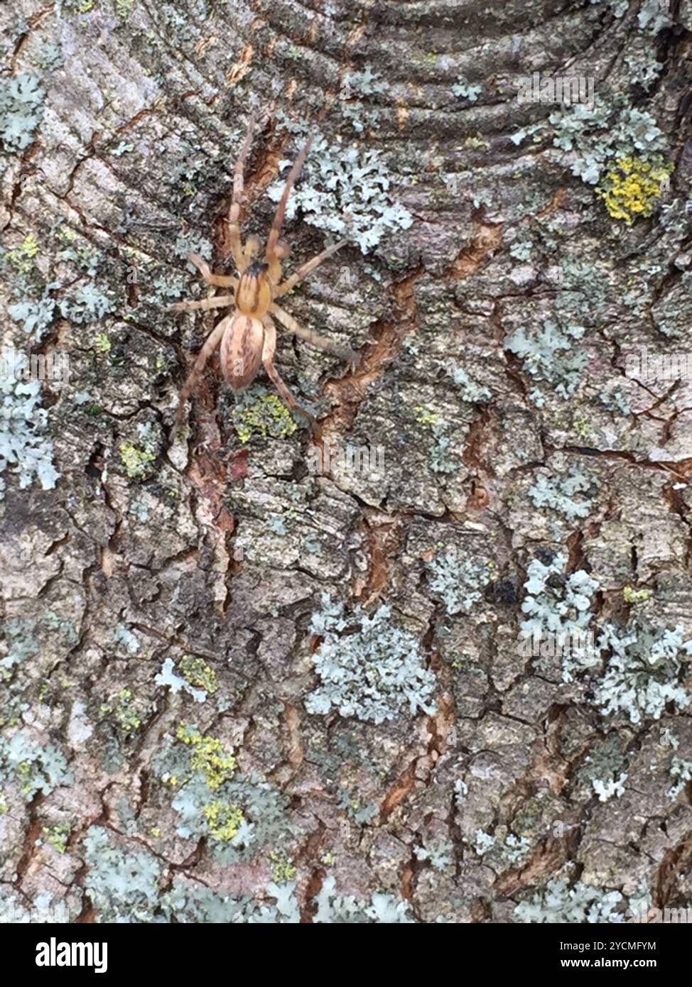 garden ghost spider (Hibana gracilis) Arachnida Stock Photo - Alamy