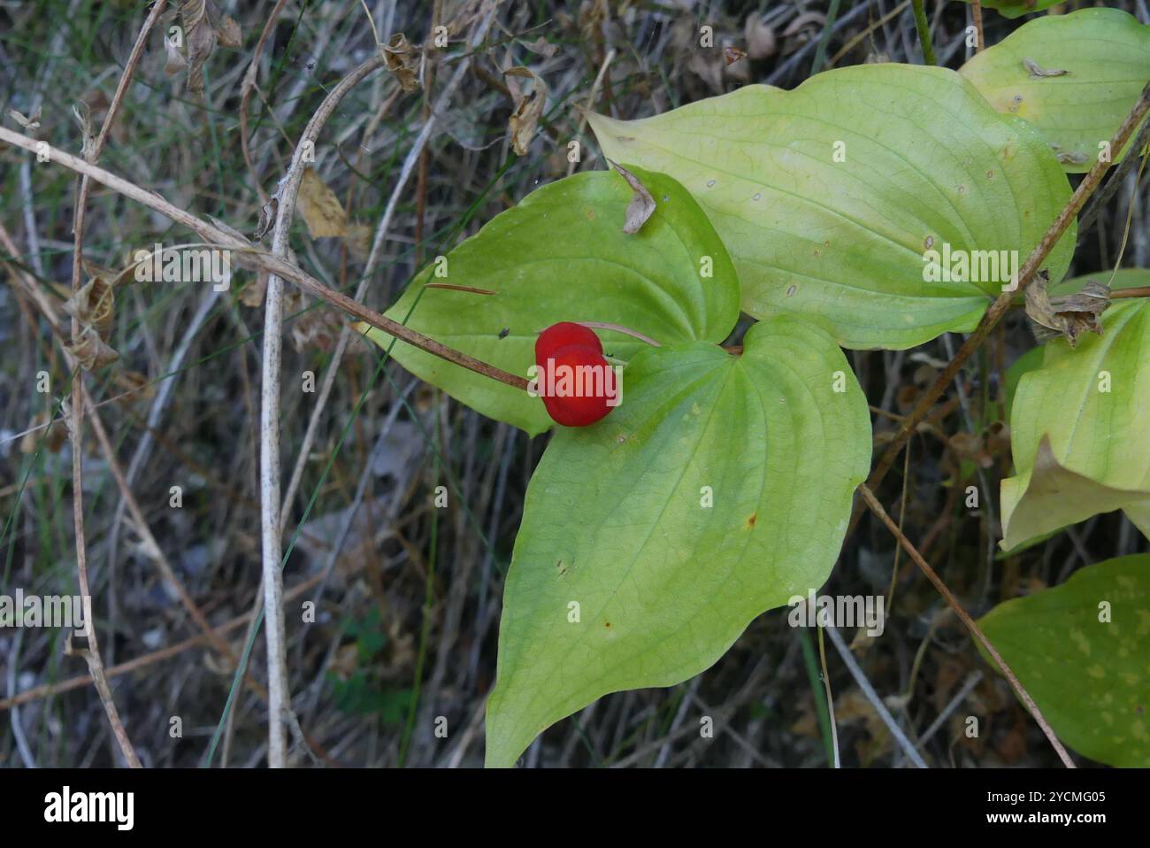 rough-fruited fairybells (Prosartes trachycarpa) Plantae Stock Photo ...