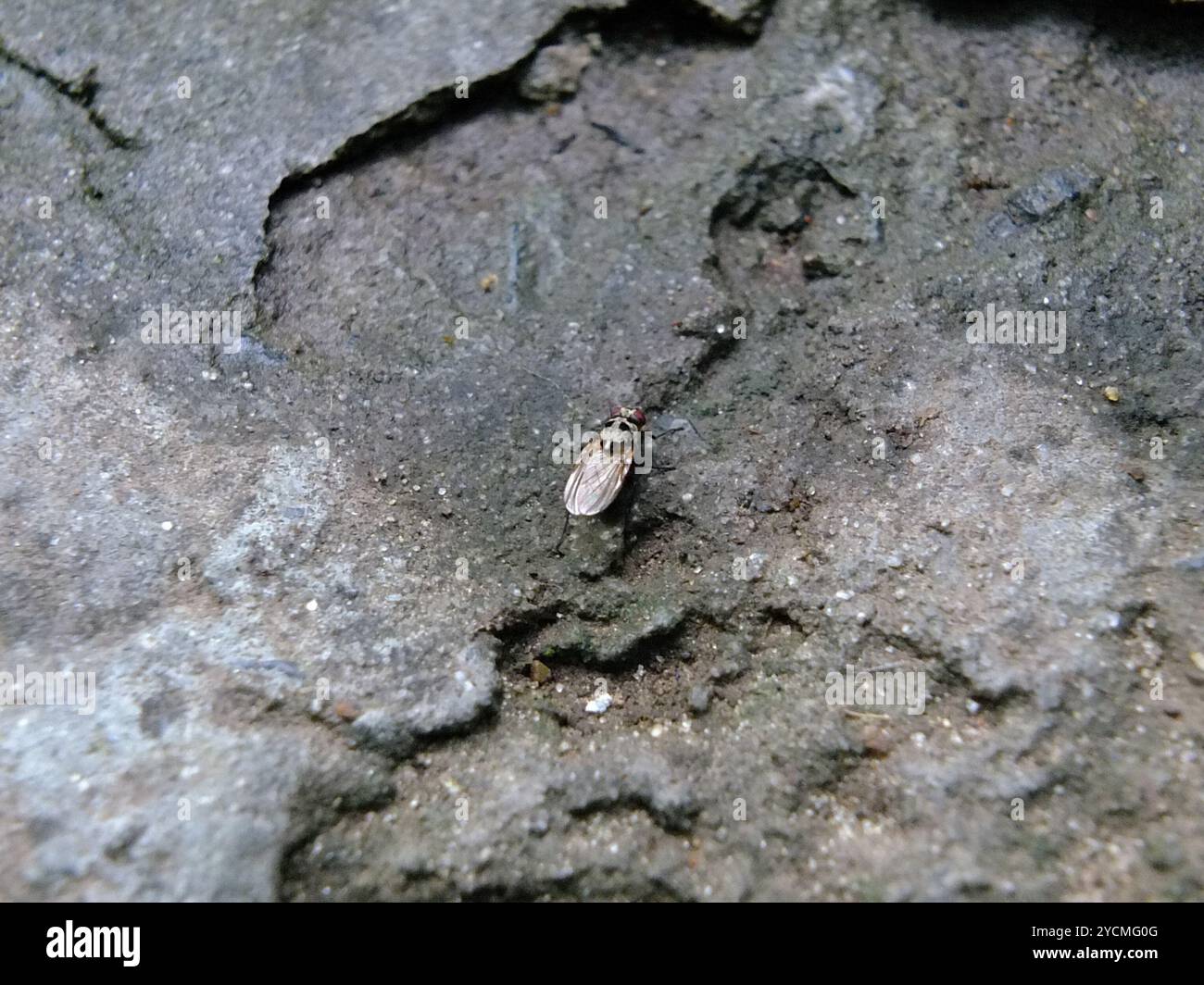 Root-maggot Flies (Anthomyiidae) Insecta Stock Photo - Alamy