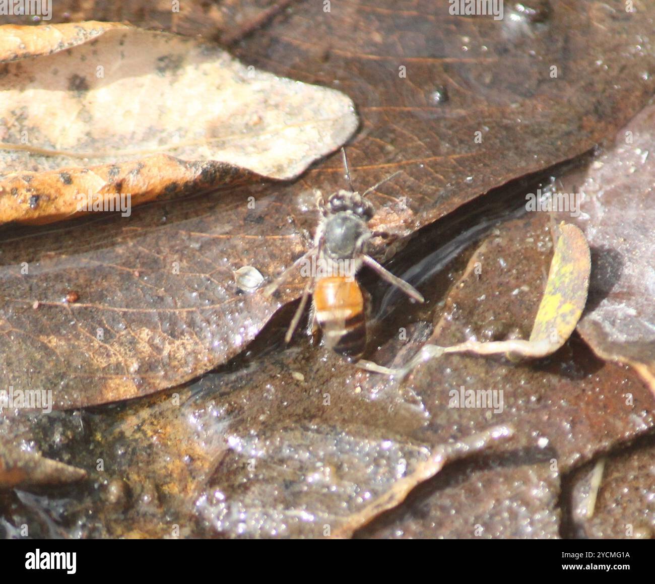 Red Dwarf Honey Bee (Apis florea) Insecta Stock Photo - Alamy