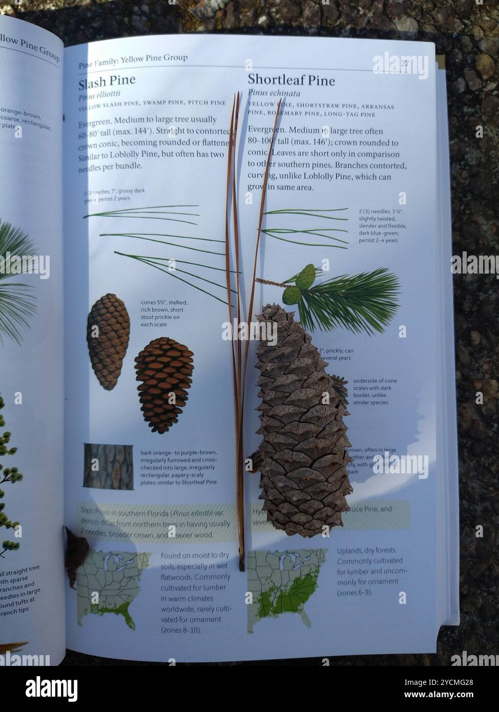 American hard pines (Trifoliae) Plantae Stock Photo - Alamy