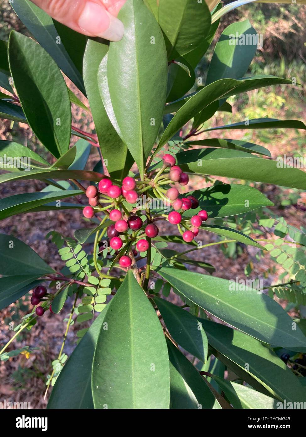 shoebutton Ardisia (Ardisia elliptica) Plantae Stock Photo - Alamy