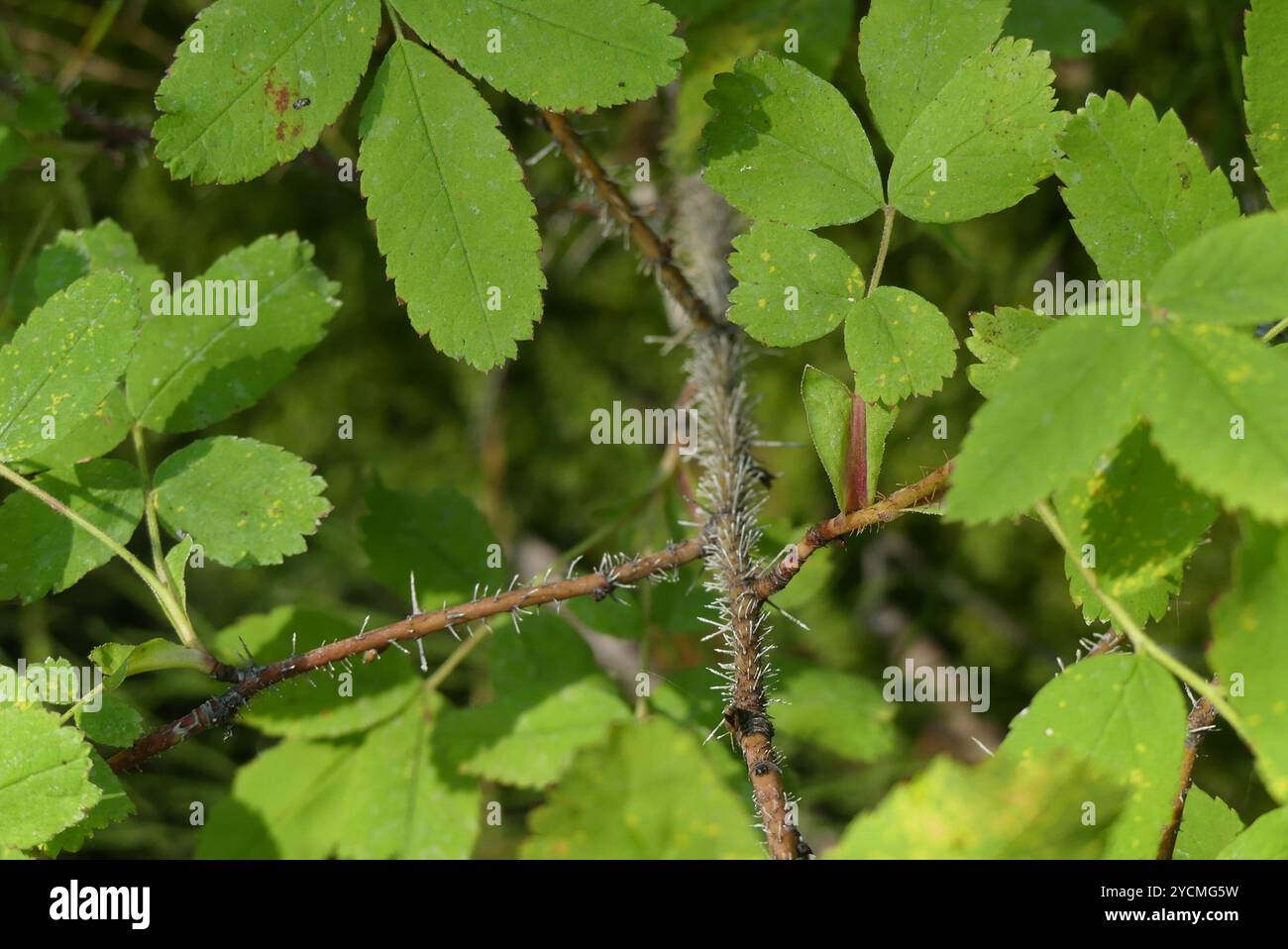 Prickly Wild Rose (Rosa acicularis) Plantae Stock Photo - Alamy