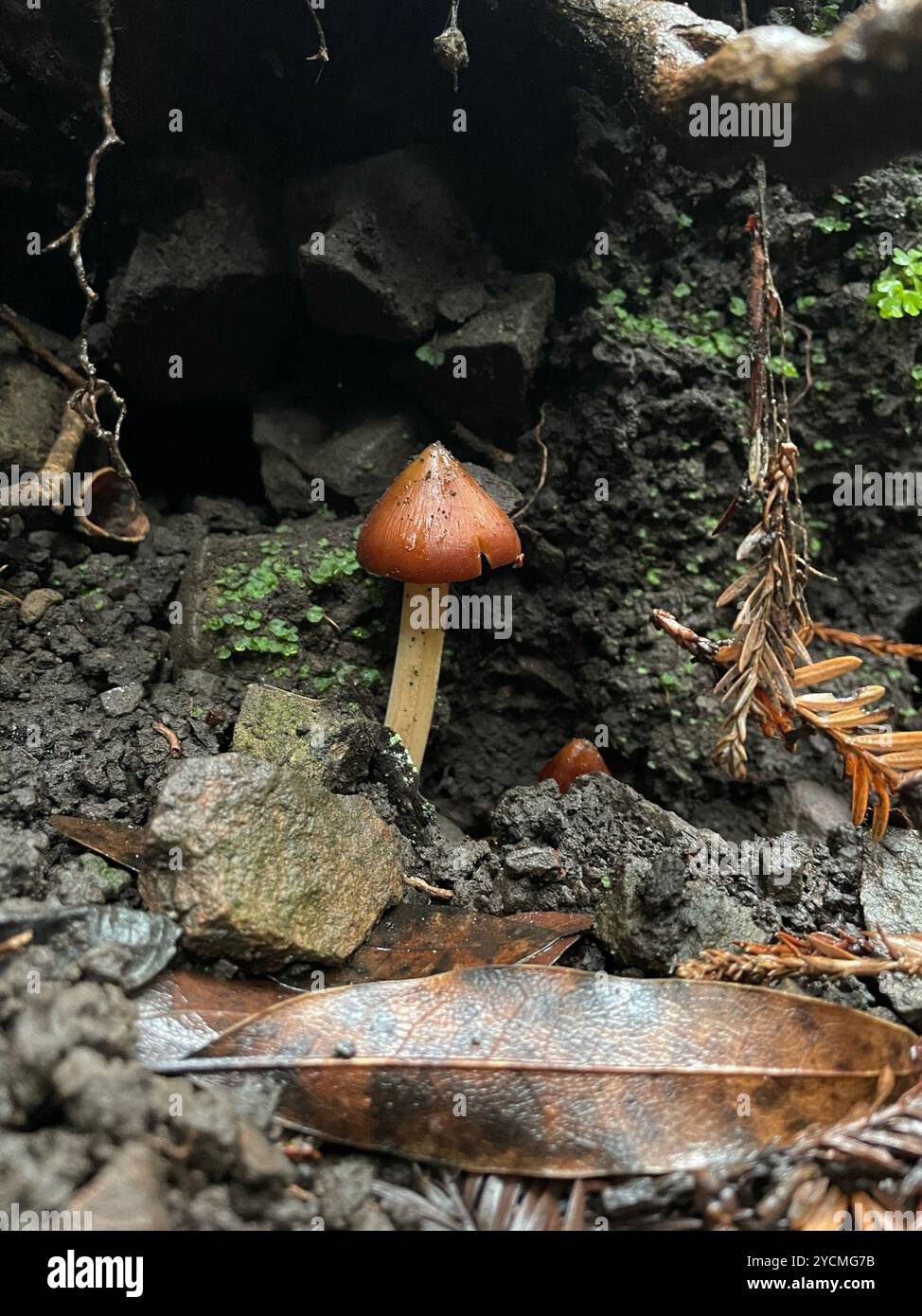 Redwood Rooter (Caulorhiza umbonata) Fungi Stock Photo - Alamy