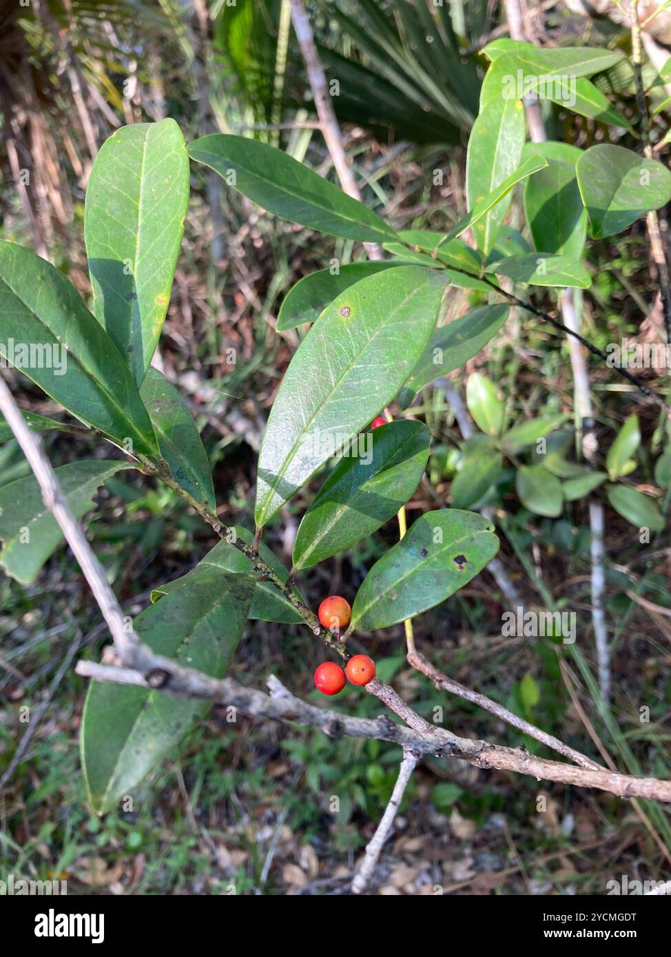 dahoon holly (Ilex cassine) Plantae Stock Photo - Alamy