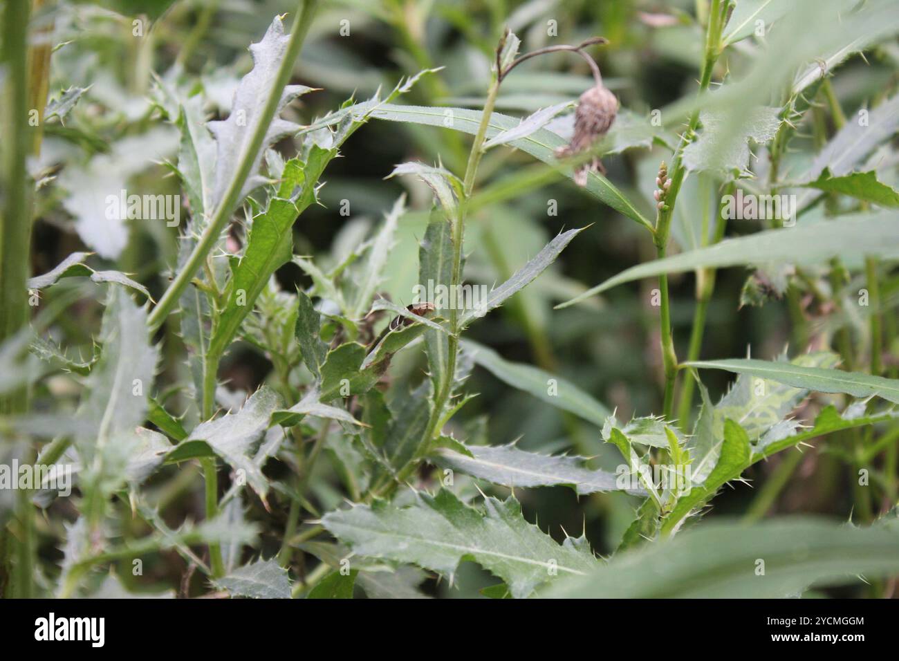 Eutreta hi-res stock photography and images - Alamy