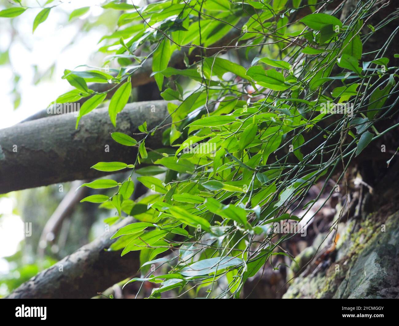 Chinese Pothos (Pothos chinensis) Plantae Stock Photo - Alamy