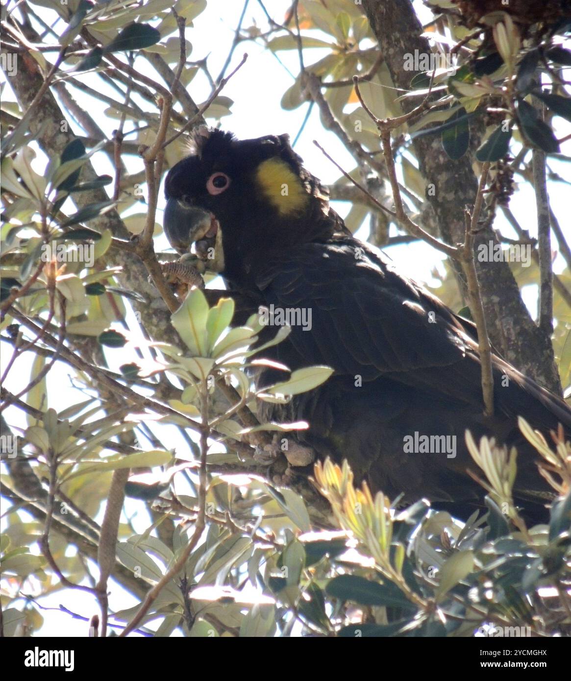 Yellow-tailed Black Cockatoo (Zanda funerea) Aves Stock Photo - Alamy