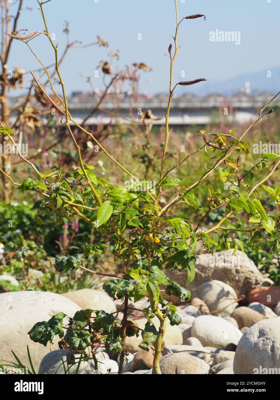 Coffee Senna (Senna occidentalis) Plantae Stock Photo - Alamy