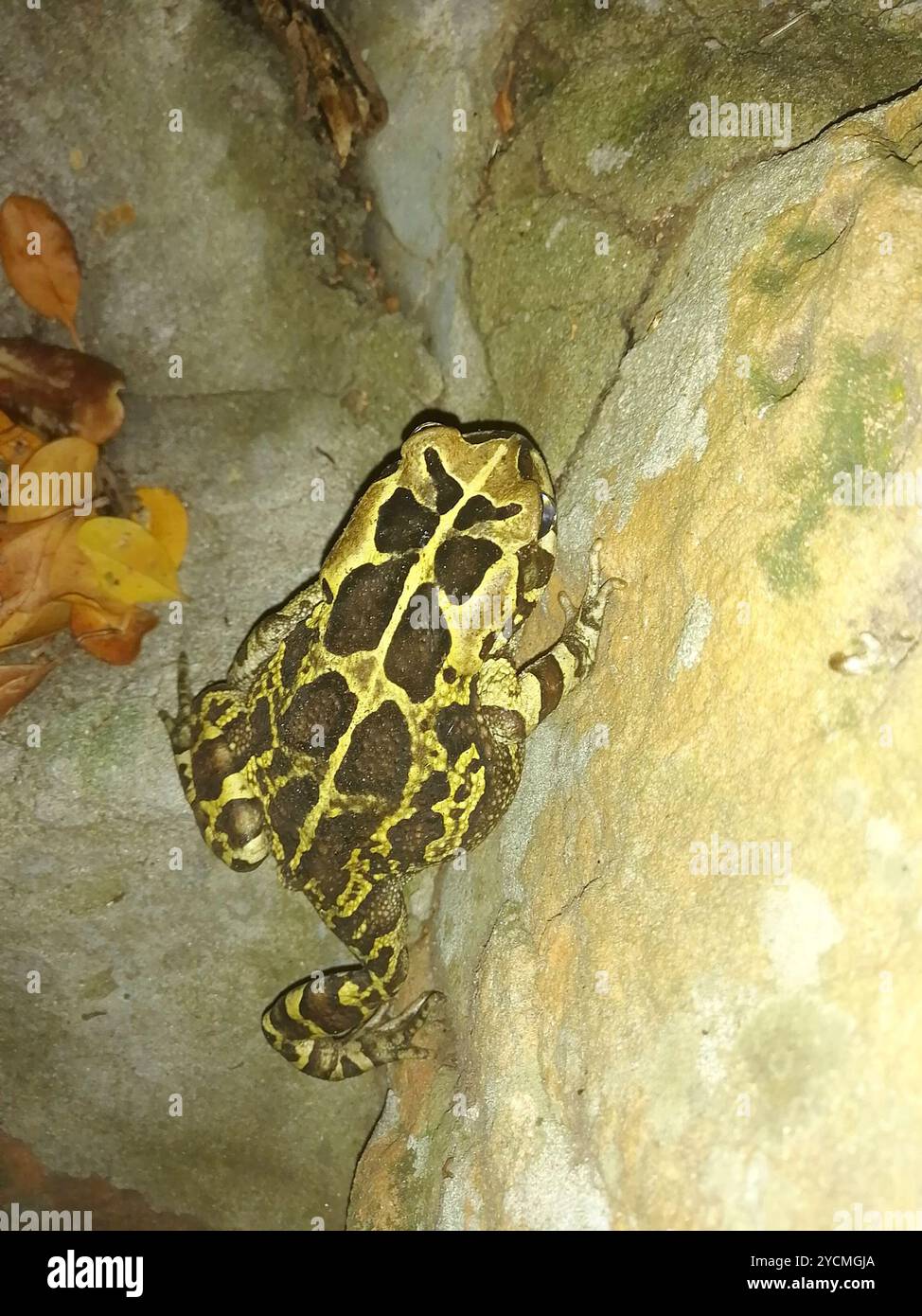 Western Leopard Toad (Sclerophrys pantherina) Amphibia Stock Photo - Alamy