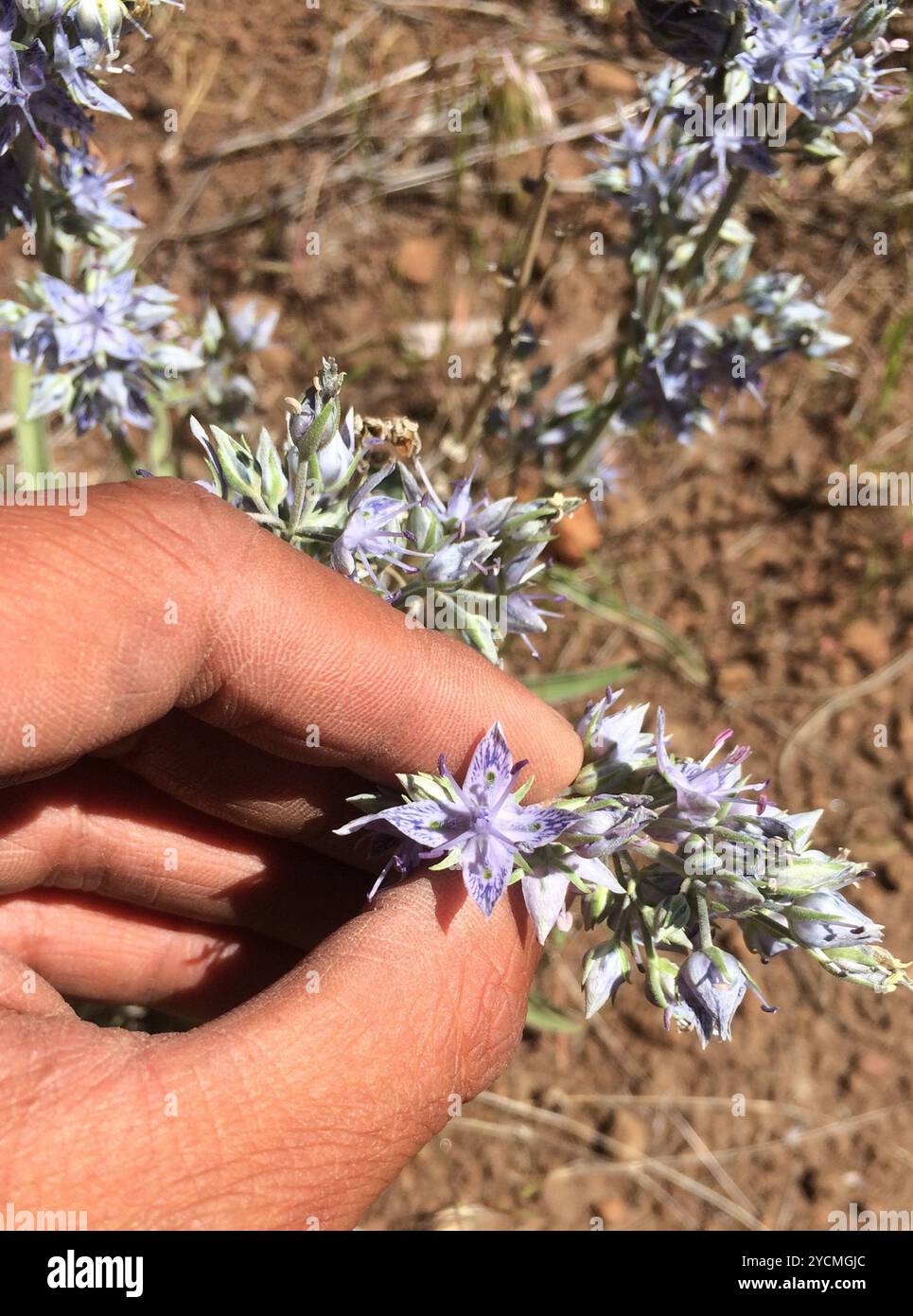 whitestem frasera (Frasera albicaulis) Plantae Stock Photo - Alamy