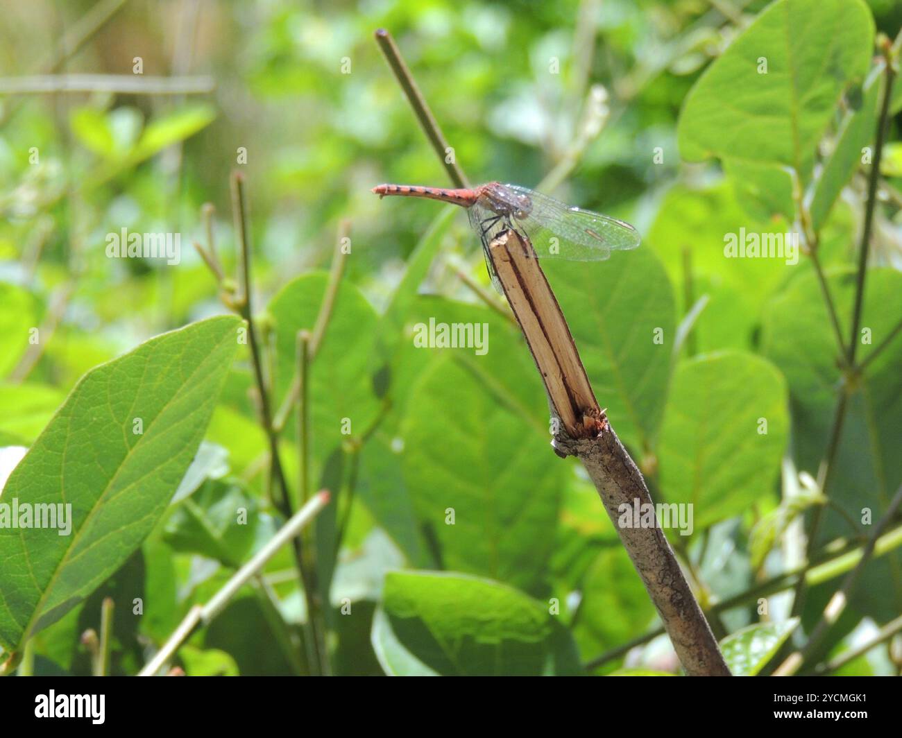Black-faced Percher (Diplacodes melanopsis) Insecta Stock Photo - Alamy