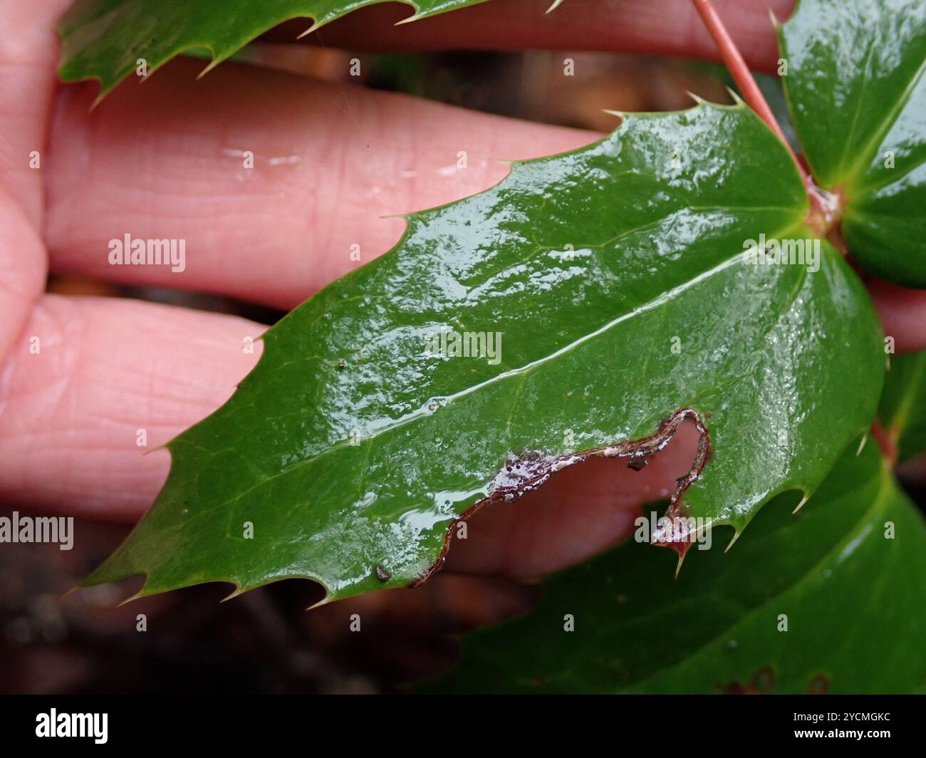 Cascade Oregon-grape (Berberis nervosa) Plantae Stock Photo - Alamy