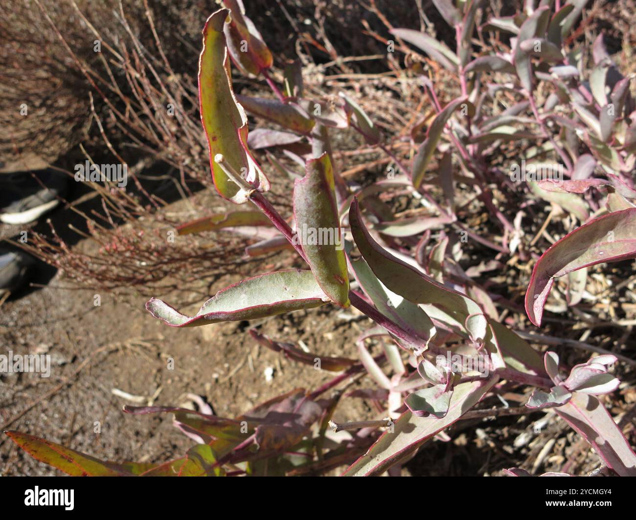 scarlet bugler (Penstemon centranthifolius) Plantae Stock Photo - Alamy