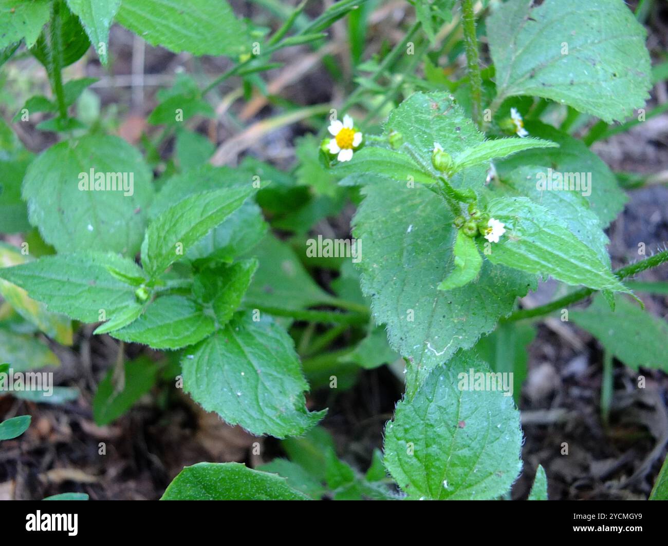 shaggy soldier (Galinsoga quadriradiata) Plantae Stock Photo - Alamy