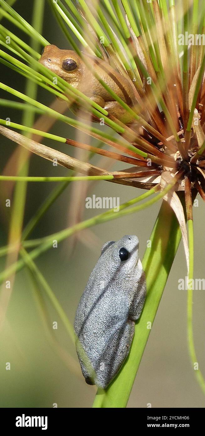 Common Reed Frog (Hyperolius viridiflavus) Amphibia Stock Photo - Alamy