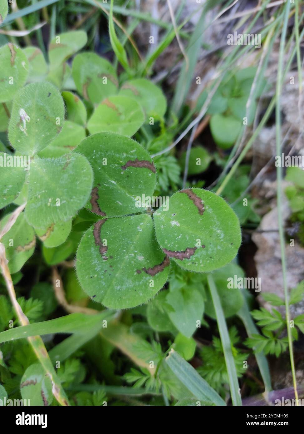 Shield Clover (Trifolium clypeatum) Plantae Stock Photo - Alamy