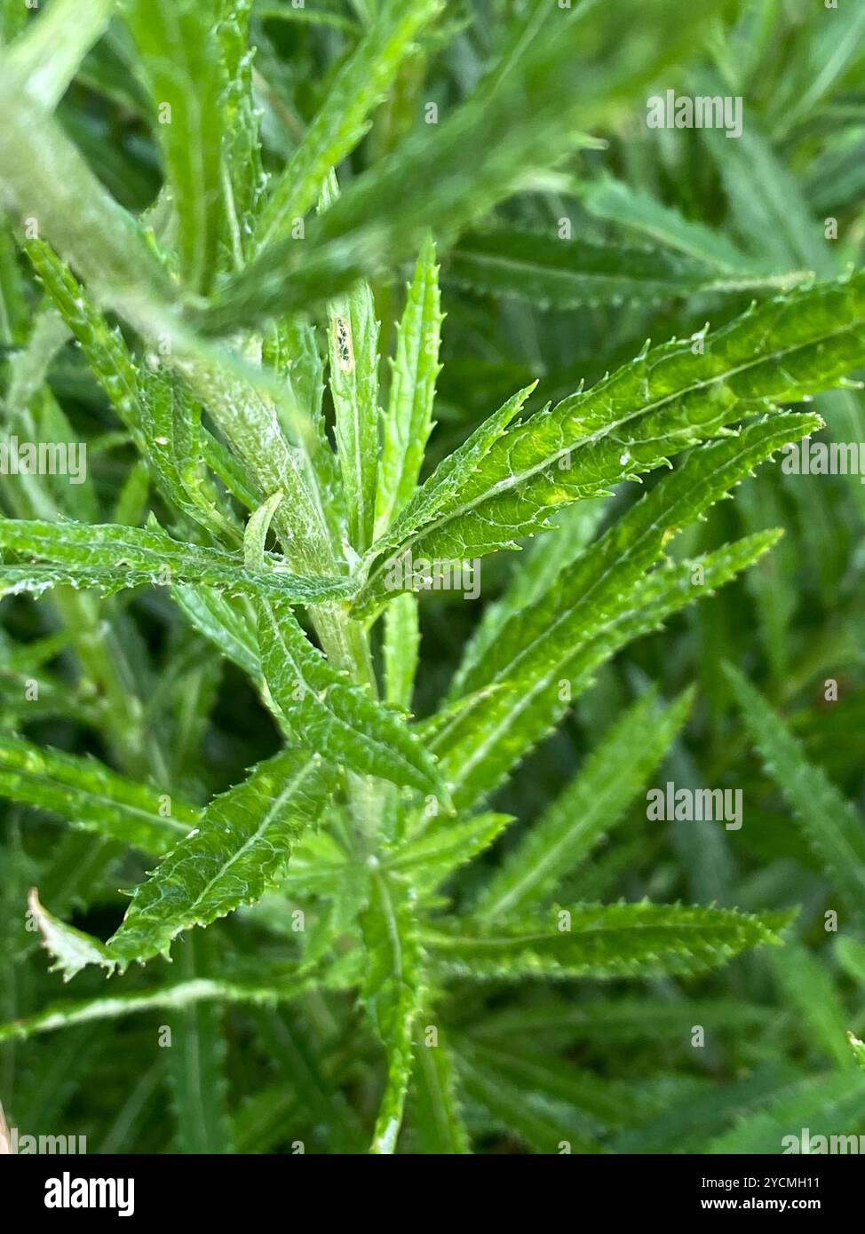 fen ragwort (Jacobaea paludosa) Plantae Stock Photo - Alamy