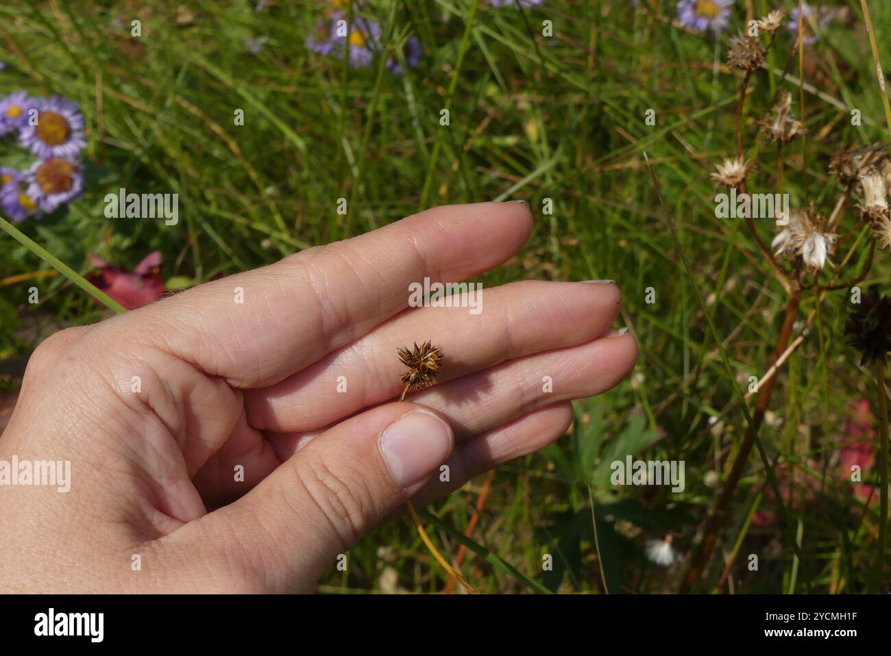 monocots (Liliopsida) Plantae Stock Photo - Alamy