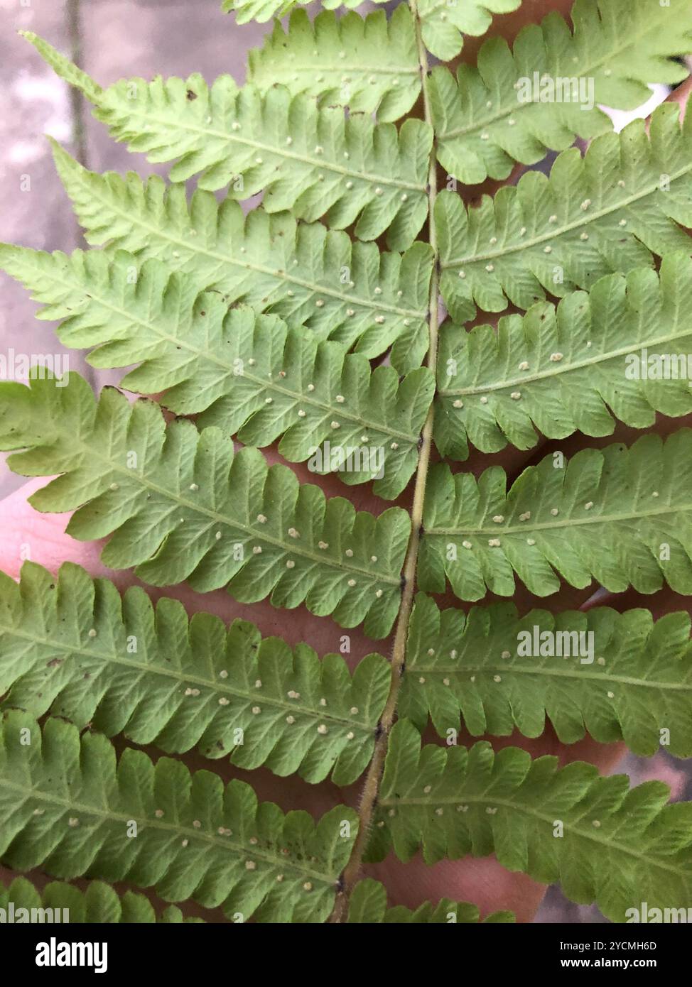 Soft Fern (Christella dentata) Plantae Stock Photo - Alamy