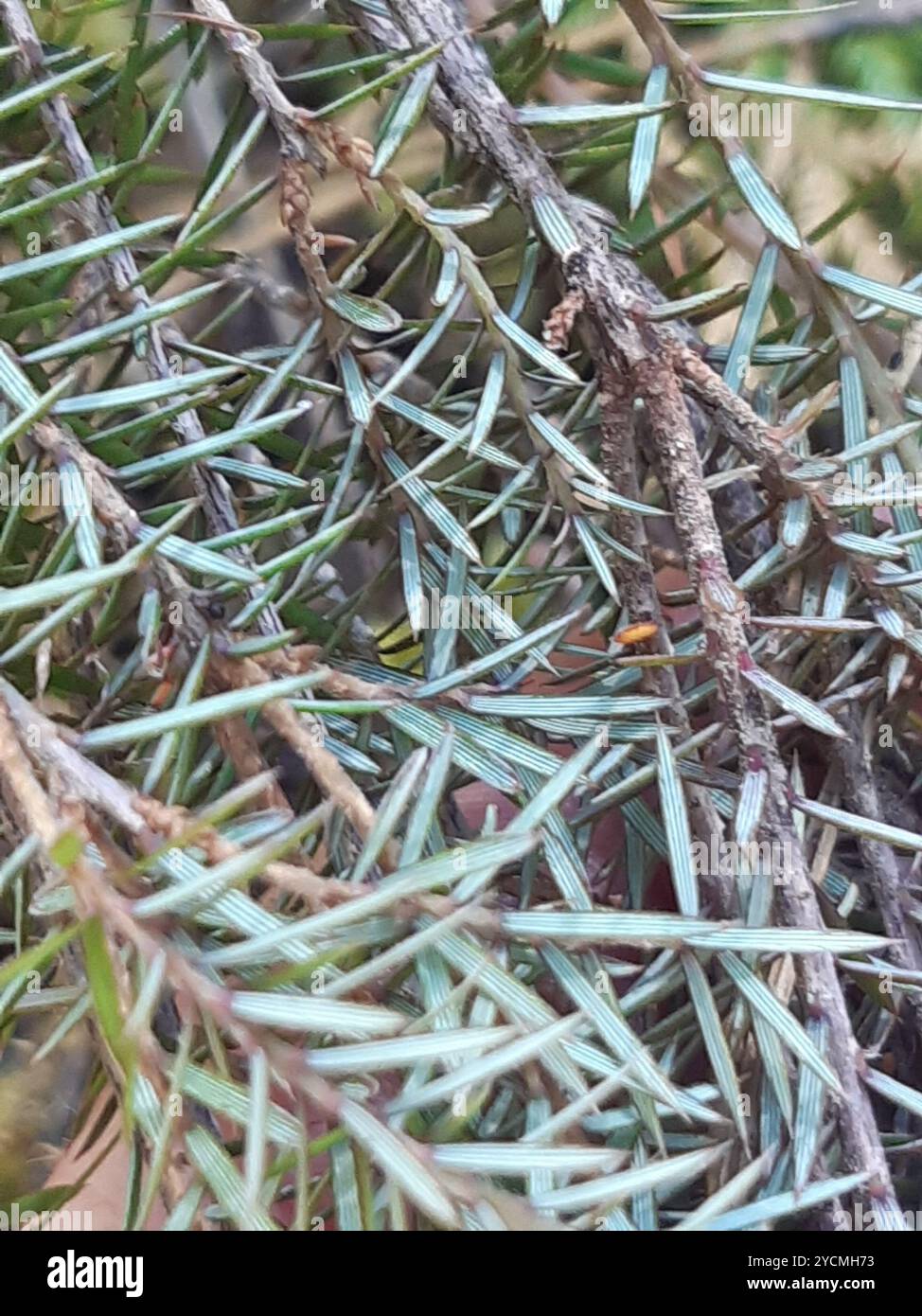 Prickly mingimingi (Leptecophylla juniperina) Plantae Stock Photo - Alamy