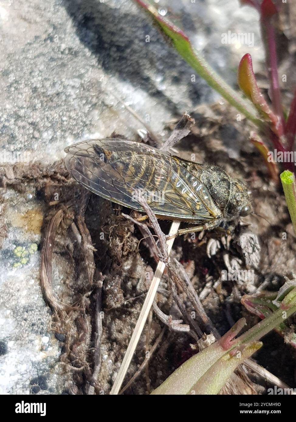 Black Cicadas (Maoricicada) Insecta Stock Photo - Alamy