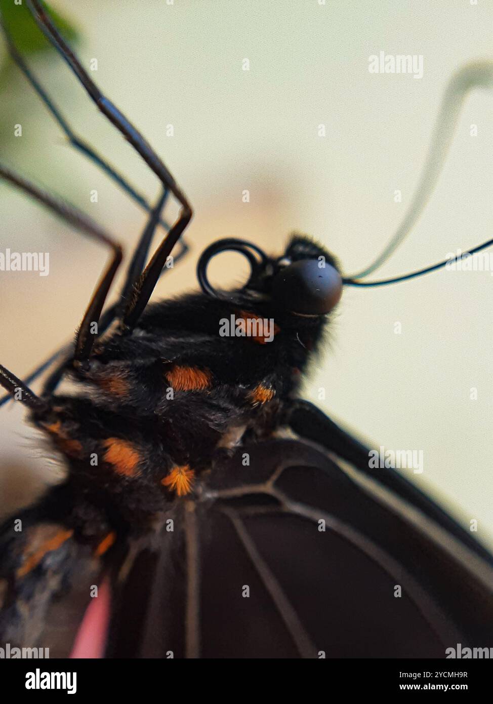 Capys hi-res stock photography and images - Alamy