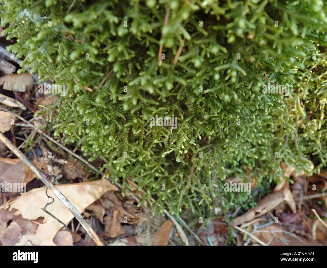 (Porella roellii) Plantae Stock Photo - Alamy