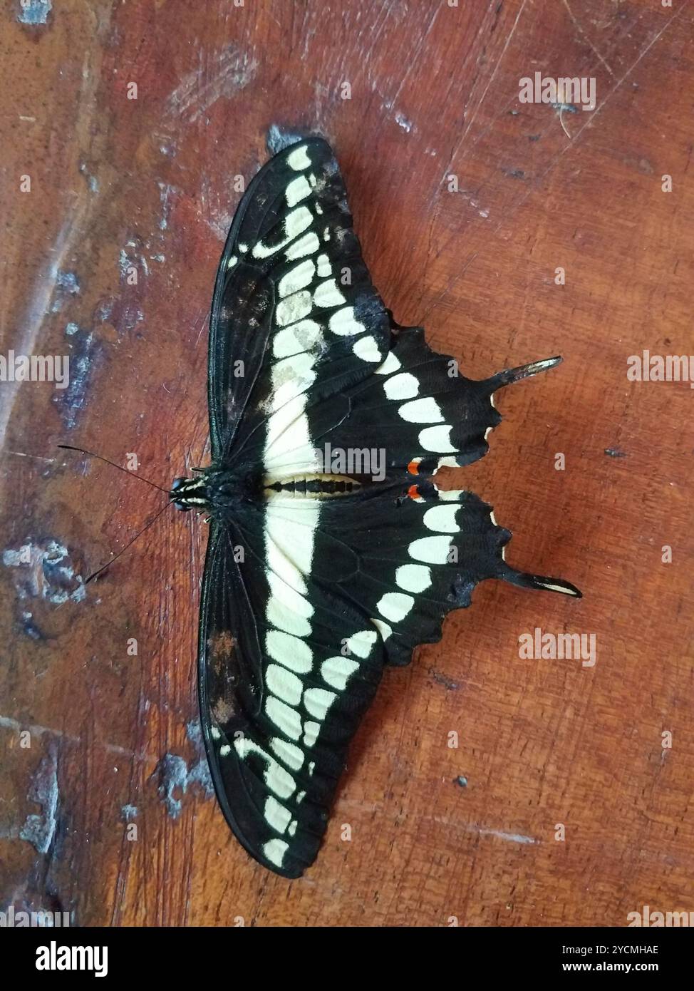 (Heraclides thoas autocles) Insecta Stock Photo - Alamy