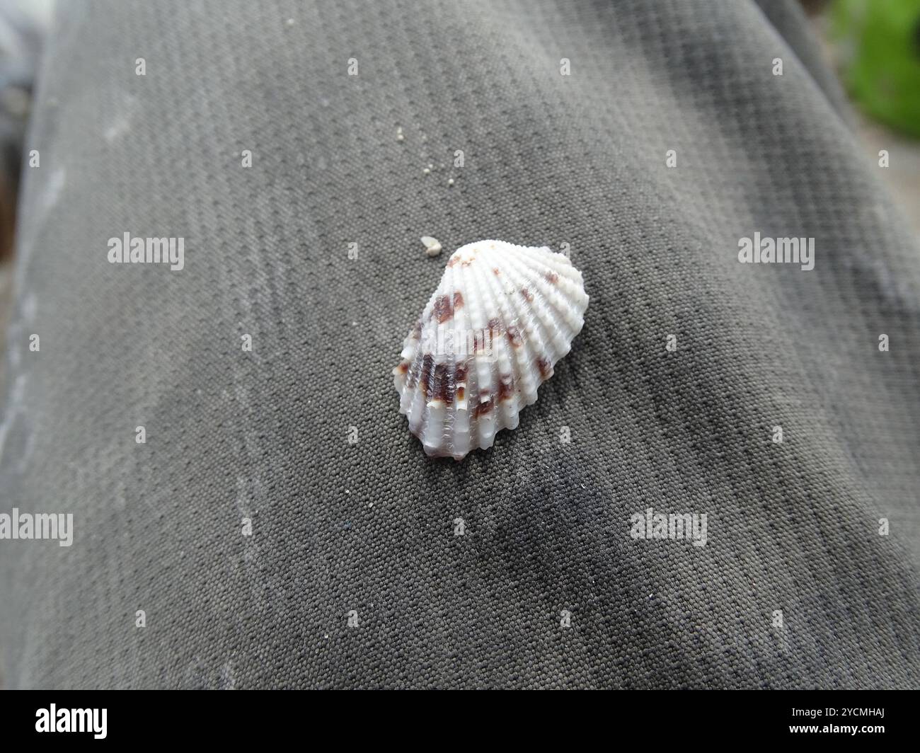 Broad-ribbed Cardita (Cardites floridanus) Mollusca Stock Photo - Alamy
