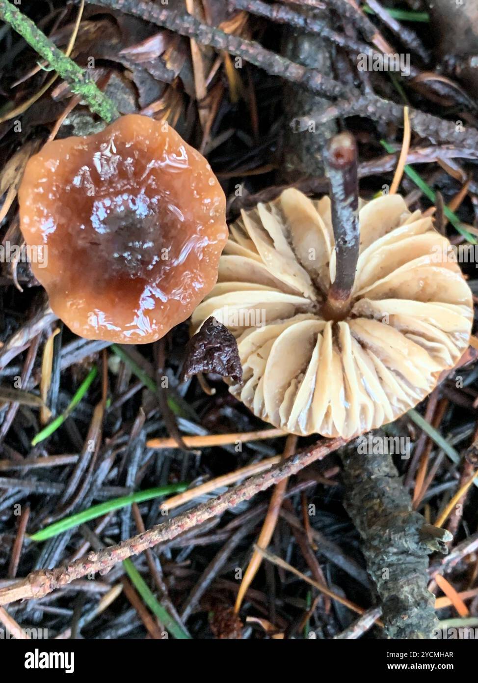 red pinwheel (Marasmius plicatulus) Fungi Stock Photo - Alamy