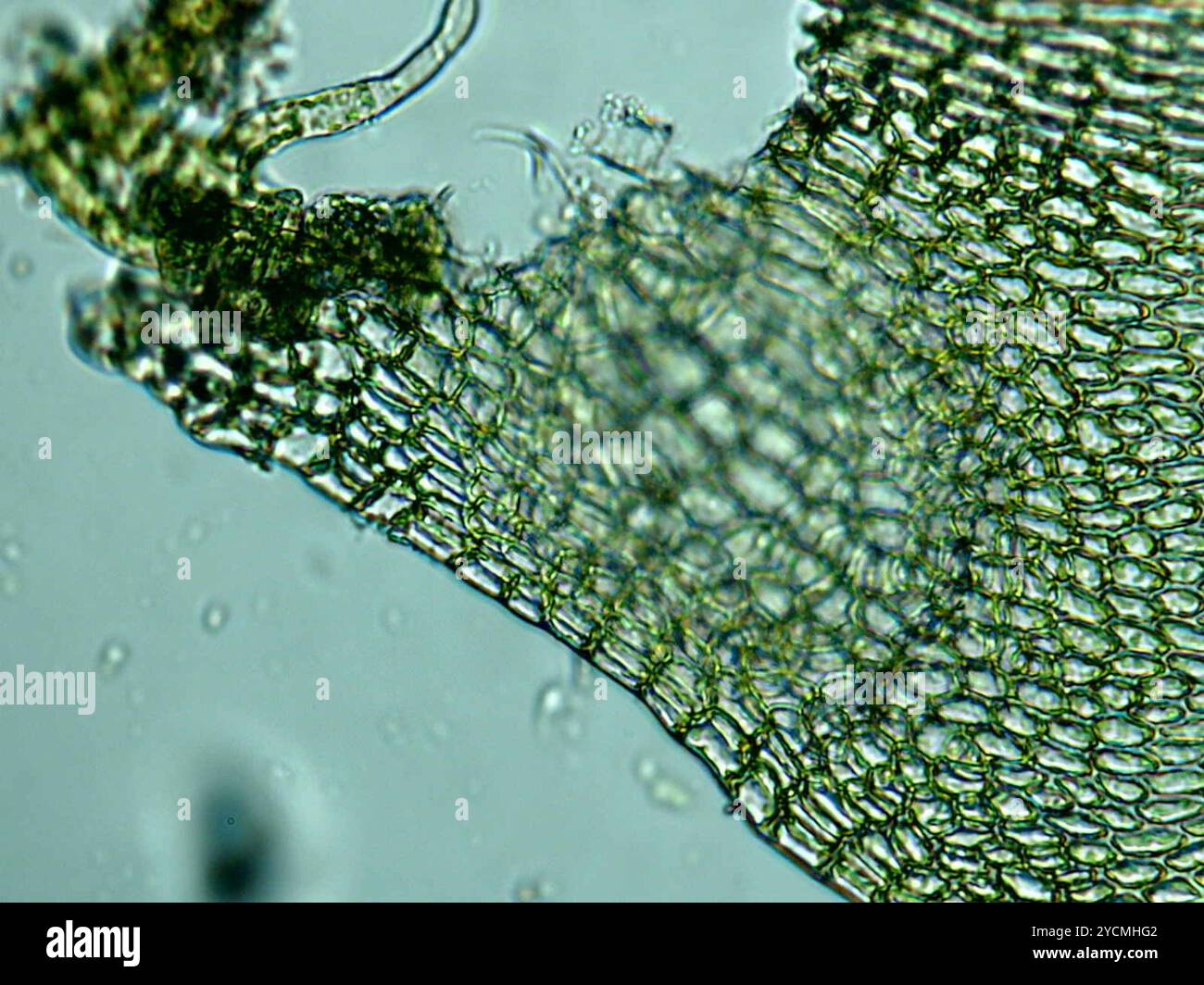 Cedar Moss (Sciuro-hypnum reflexum) Plantae Stock Photo - Alamy